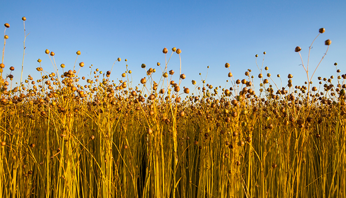 Leinen Fakten & Pflegetipps :: BREUNINGER